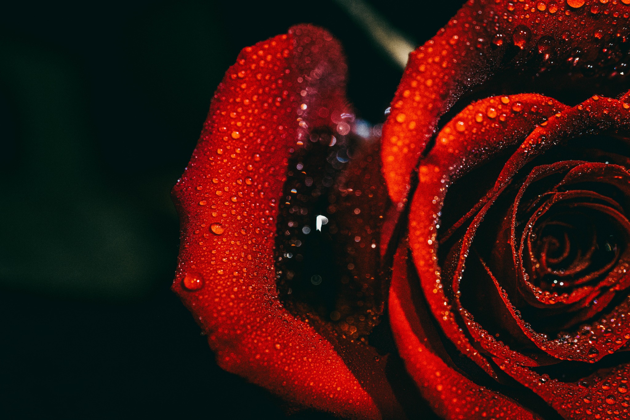 Adaptalux Macro Photography Competition [AMPA 2024]