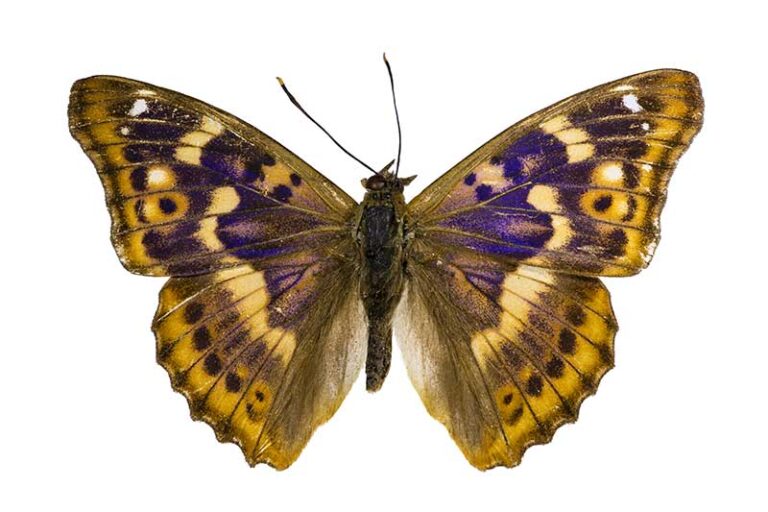 Butterfly Macro Photography - Lesser Purple Emperor Butterfly