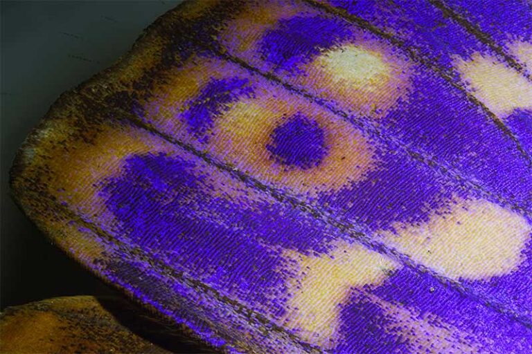 Butterfly Macro Photography - Lesser Purple Emperor Butterfly