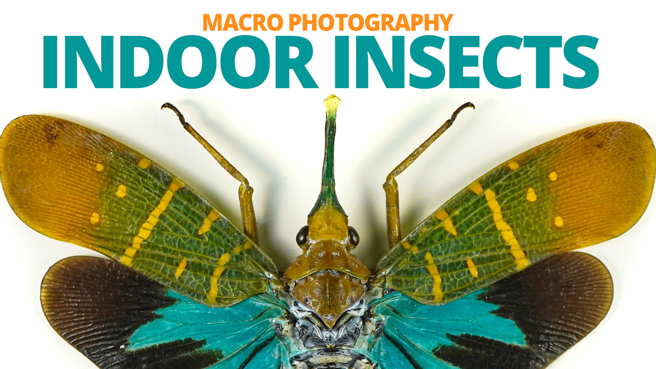 Insect Macro Photography At Home 🐞