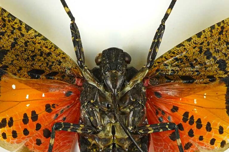 Insect Macro Photography At Home 🐞