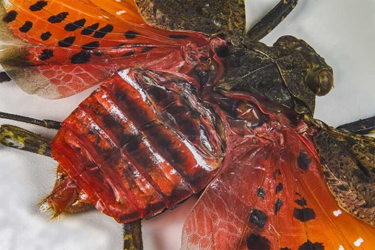 Insect Macro Photography At Home 🐞