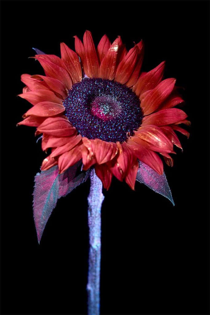 Luis Rosales - Building an Ultraviolet Flower Photography Archive