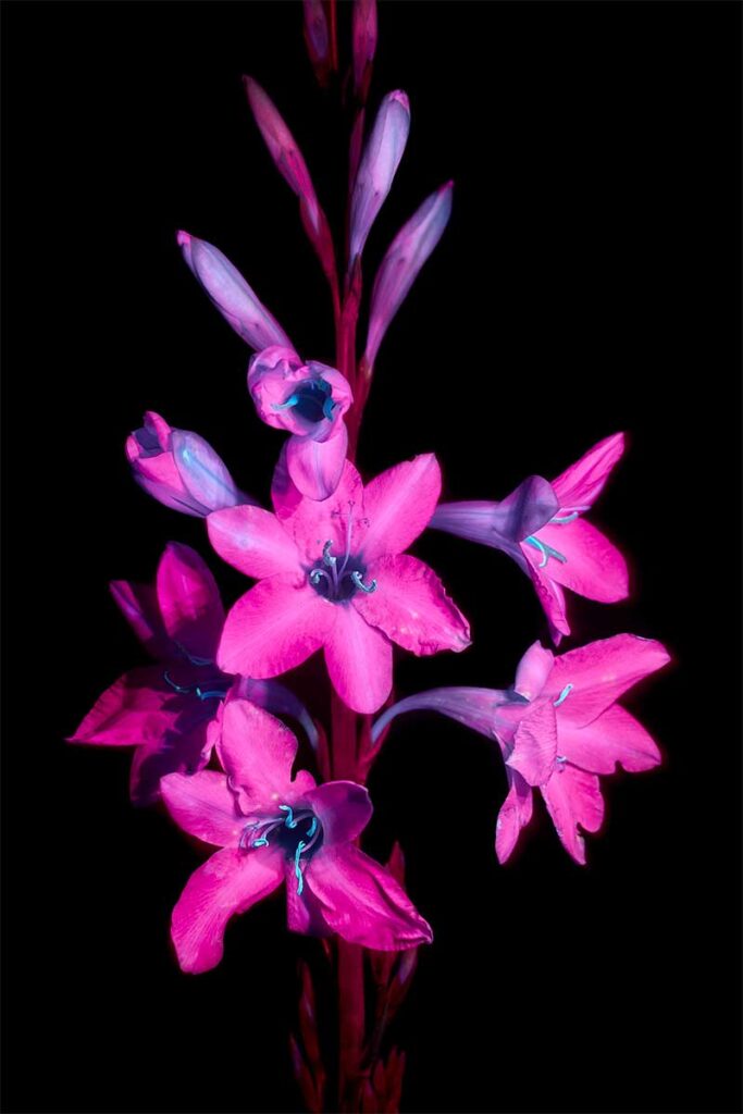 Luis Rosales - Building an Ultraviolet Flower Photography Archive