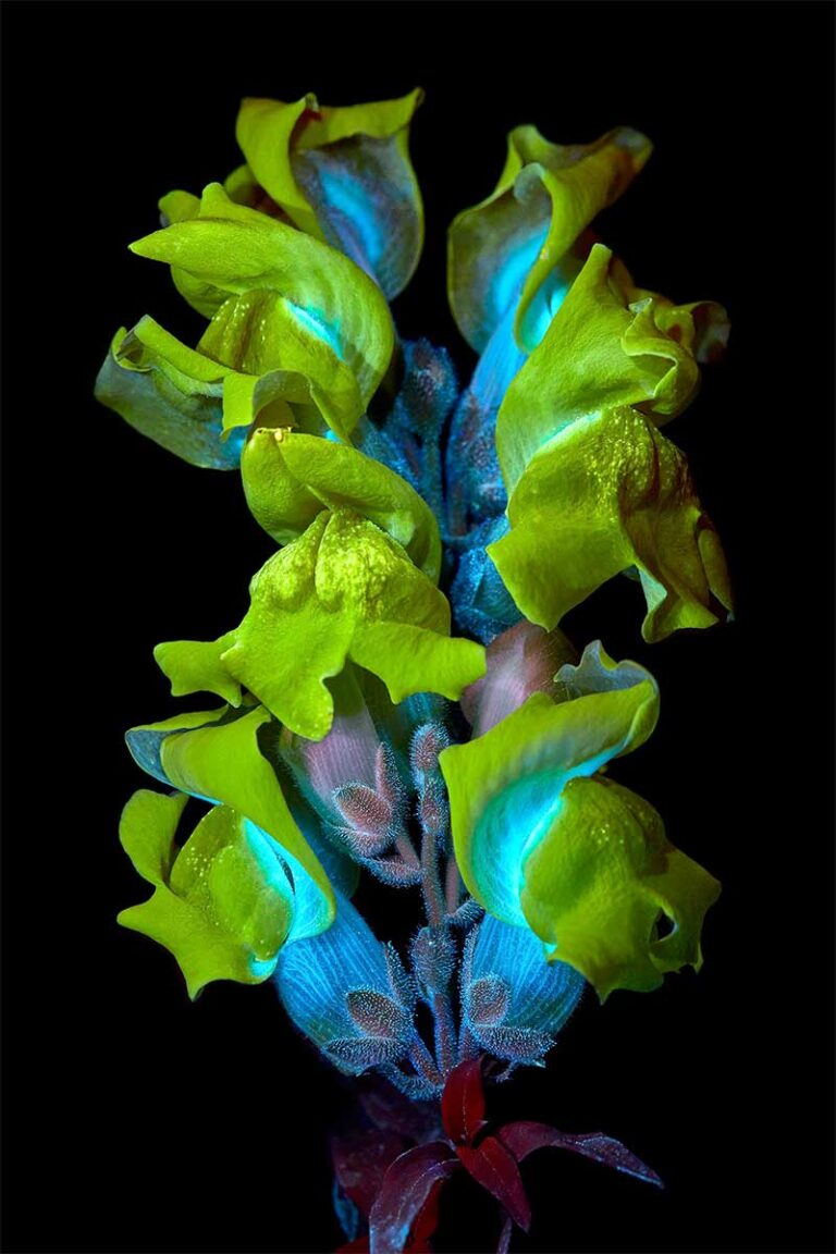 Luis Rosales - Building an Ultraviolet Flower Photography Archive