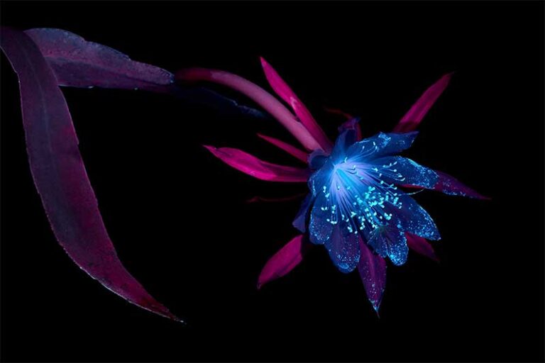 Luis Rosales - Building an Ultraviolet Flower Photography Archive