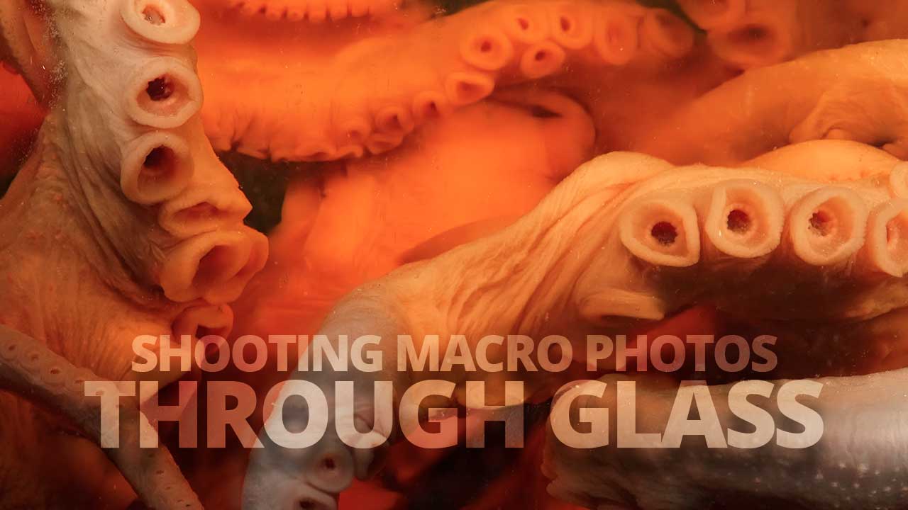 How to photograph macro subjects behind glass! (Preserved in jars!