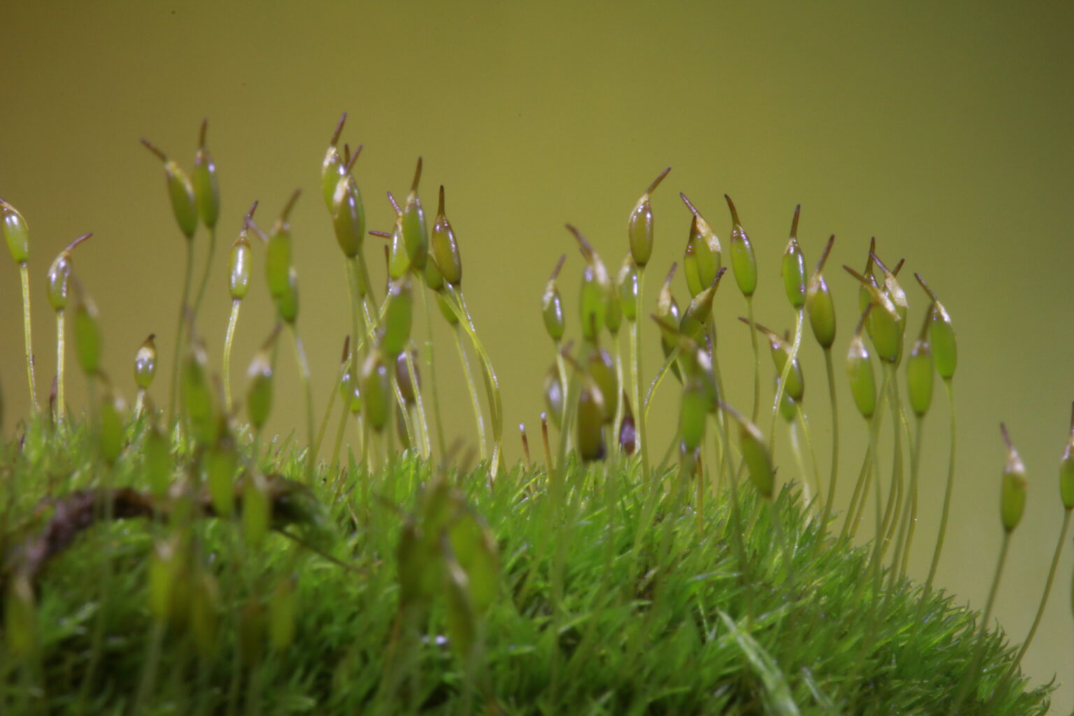 Adaptalux Studio - The Complete Macro Photography Lighting System