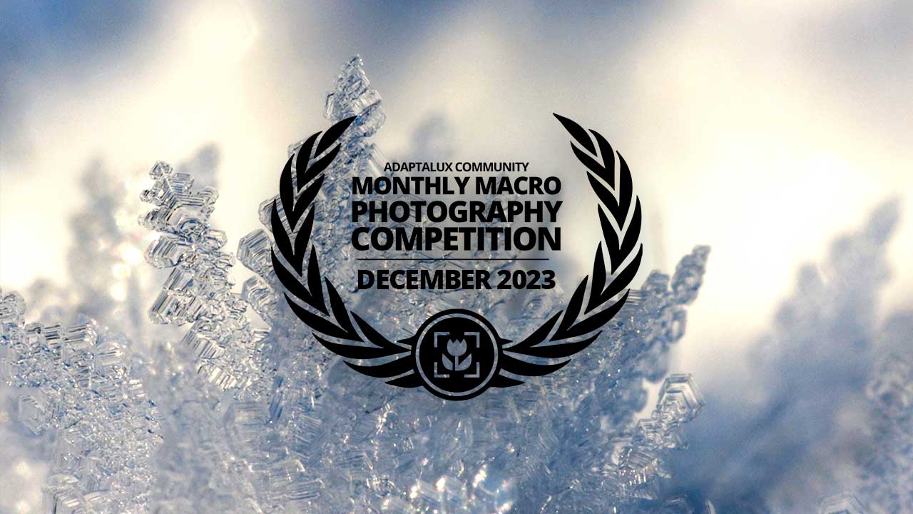 Adaptalux Macro Photography Competition - DECEMBER 2023