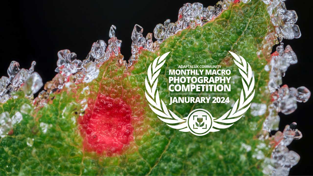 Adaptalux Macro Photography Competition [AMPA 2024]