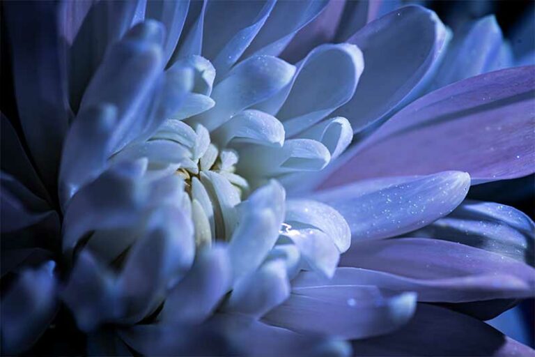 UV Flower Photography using Tonic Water! (UVIVF)