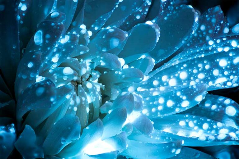 UV Flower Photography using Tonic Water! (UVIVF)