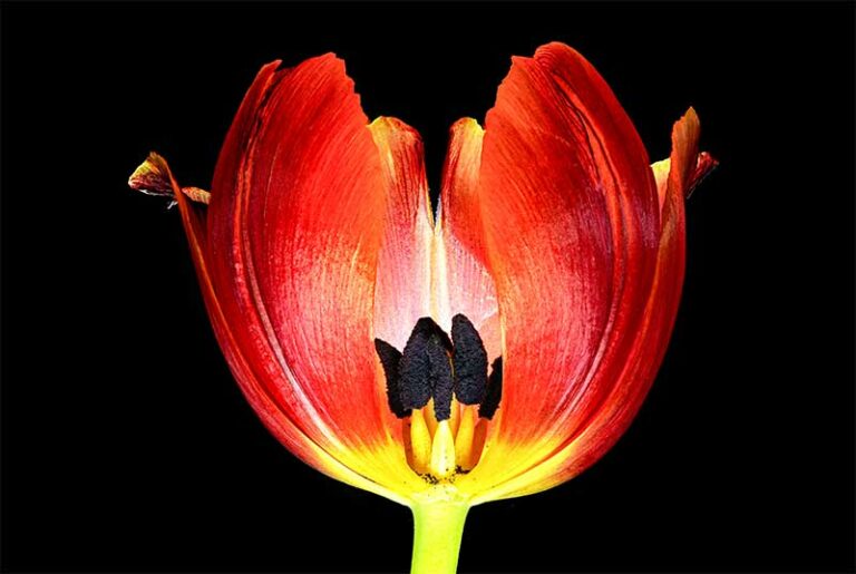 Flower photography lighting - Take your photos to the next level🌼