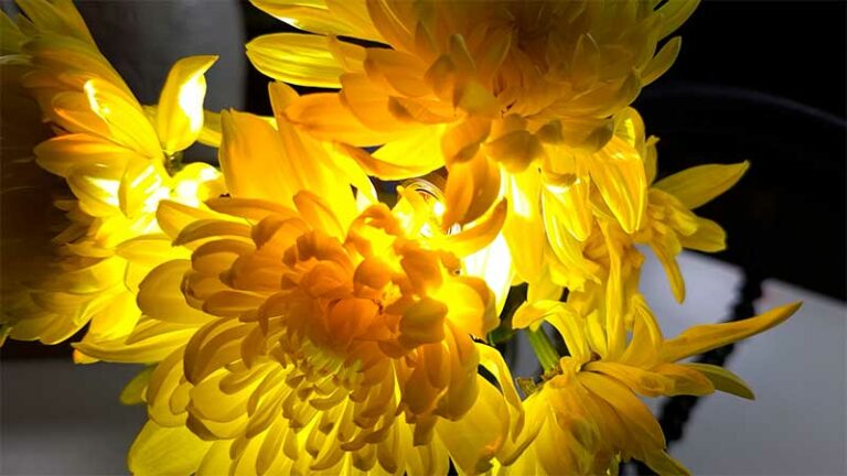 Flower photography lighting - Take your photos to the next level🌼
