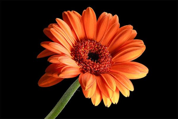 Flower photography lighting - Take your photos to the next level🌼