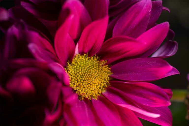 Flower photography lighting - Take your photos to the next level🌼