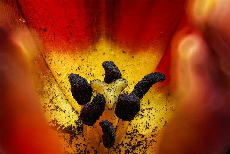 Flower photography lighting - Take your photos to the next level🌼