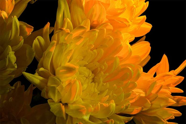 Flower photography lighting - Take your photos to the next level🌼