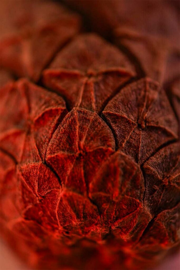 Raynox DCR-250 Conversion Lens - Pine Cone Photography!