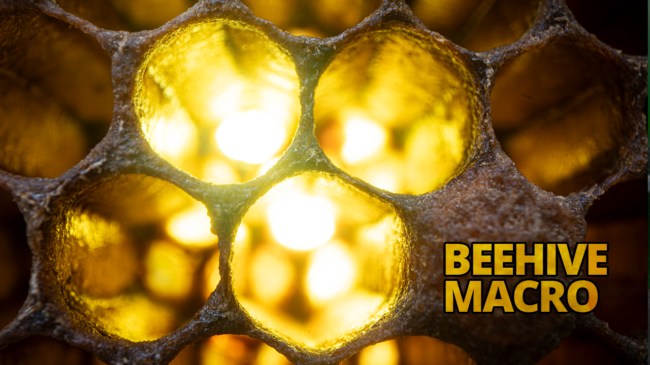 Honey Bee Macro Photography from INSIDE the hive!