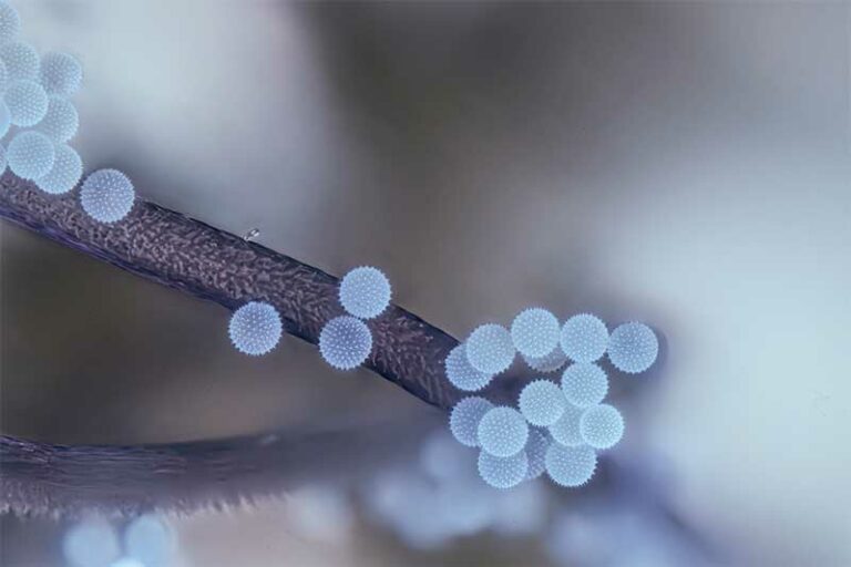 High Magnification Ultraviolet Photography - Pollen Grains
