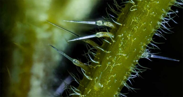 What makes nettles sting? - Stinging nettle macro photography