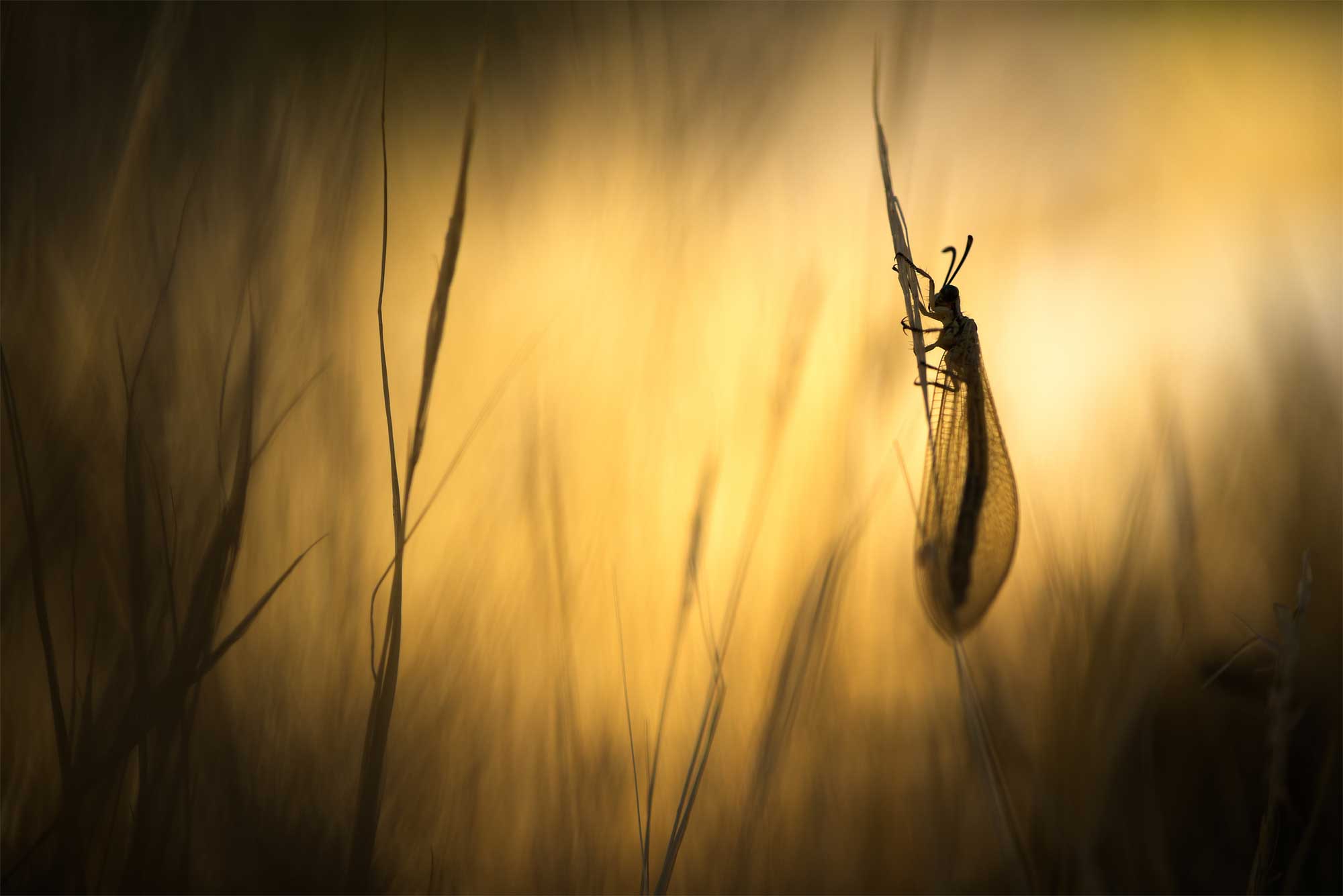 Adaptalux Macro Photography Competition [AMPA 2025]