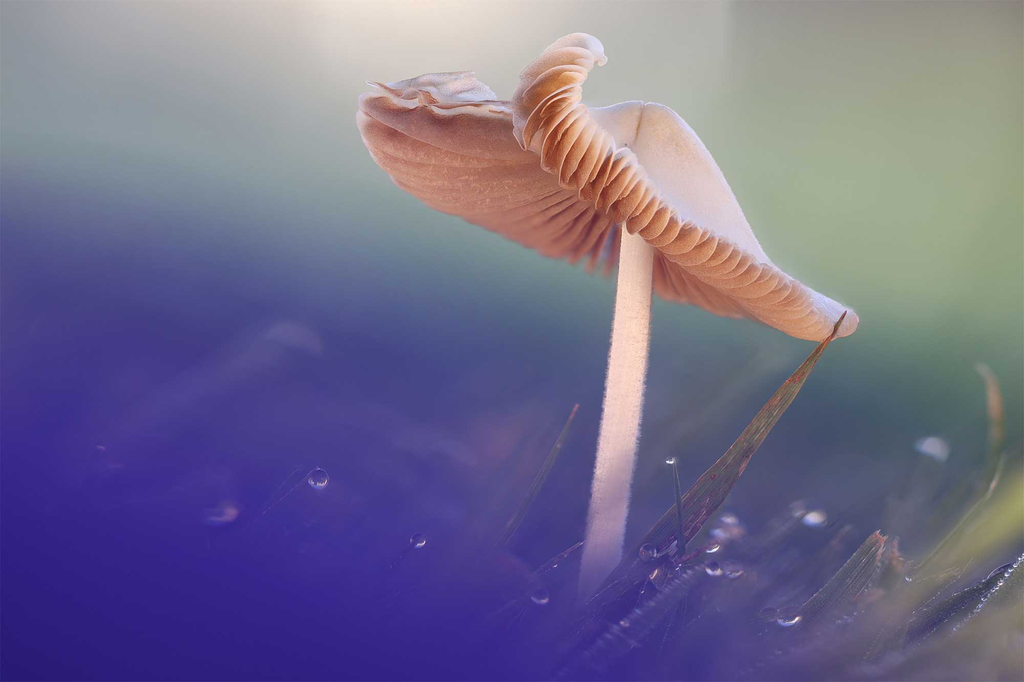 Adaptalux Macro Photography Competition [AMPA 2025]