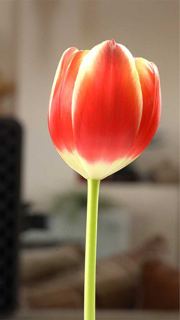 Simple Flower Photography at Home: A Step-by-Step Guide