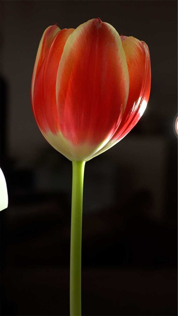 Simple Flower Photography at Home: A Step-by-Step Guide