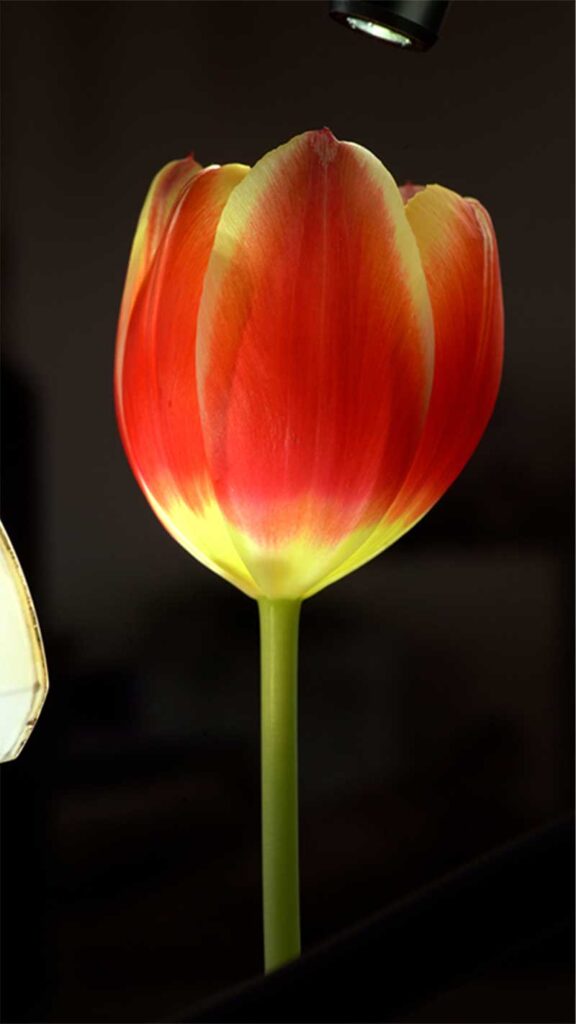 Simple Flower Photography at Home: A Step-by-Step Guide