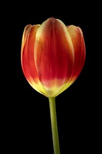 Simple Flower Photography at Home: A Step-by-Step Guide