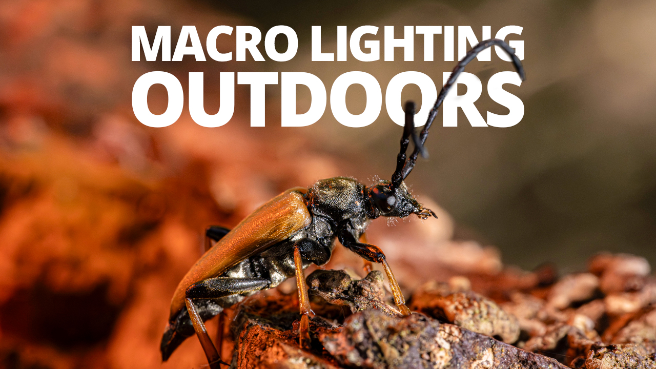 Outdoor Macro Photography Lighting - Beetle photography