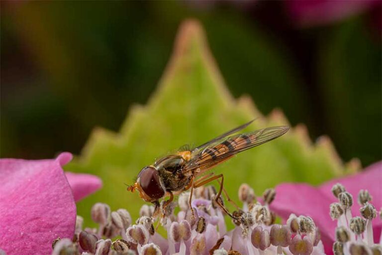 How to Photograph Hoverflies in macro