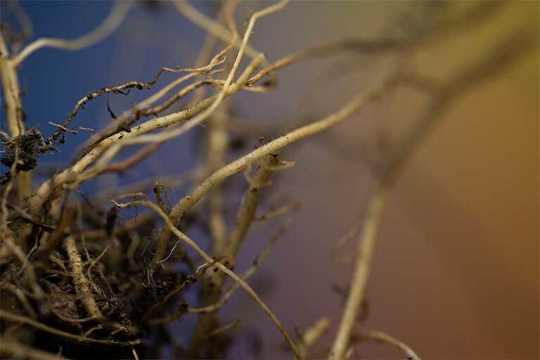 Macro Photography of Plant Roots with Creative Lighting