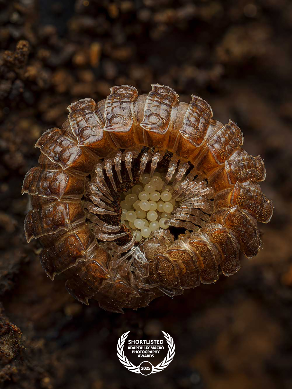 Shortlist Announcement - Adaptalux Macro Photography Awards