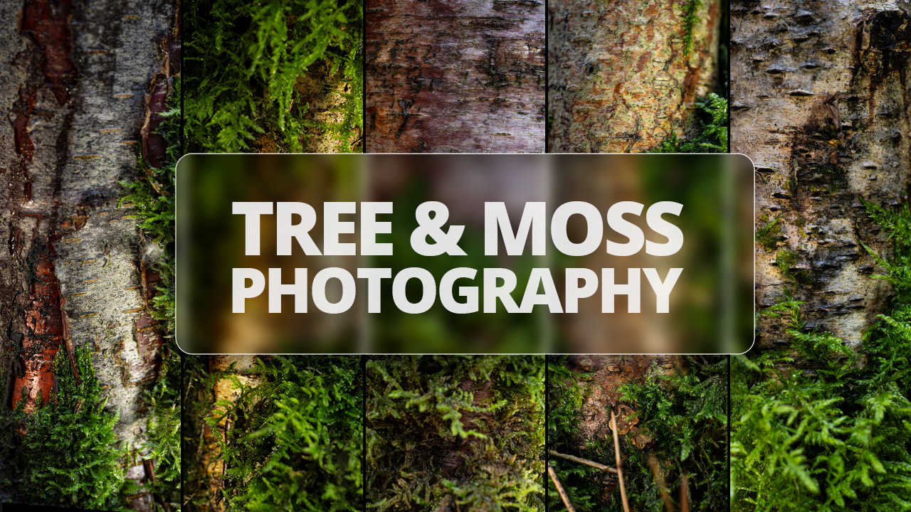 Winter Macro Photography - Tree Bark And Moss Textures